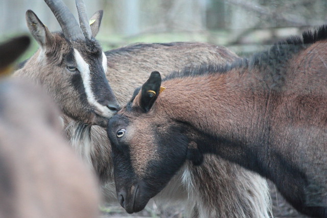 Amazing Goat Eyes and Remarkable Senses! - Goat Journal
